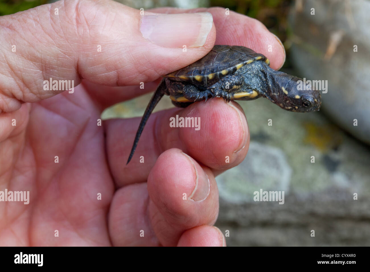 Baby turtle egg hi-res stock photography and images - Alamy