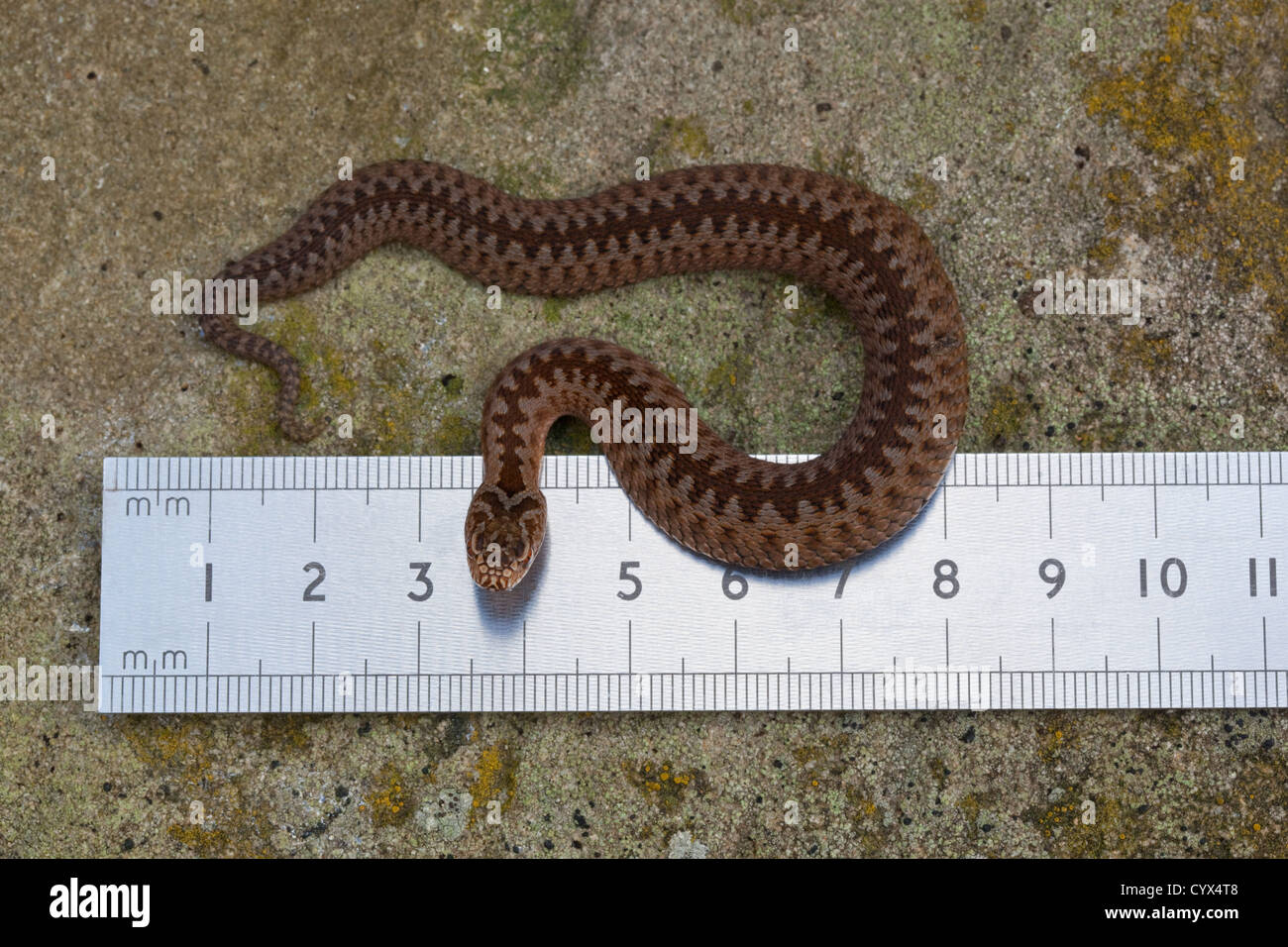 Cute Newborn Baby Snake
