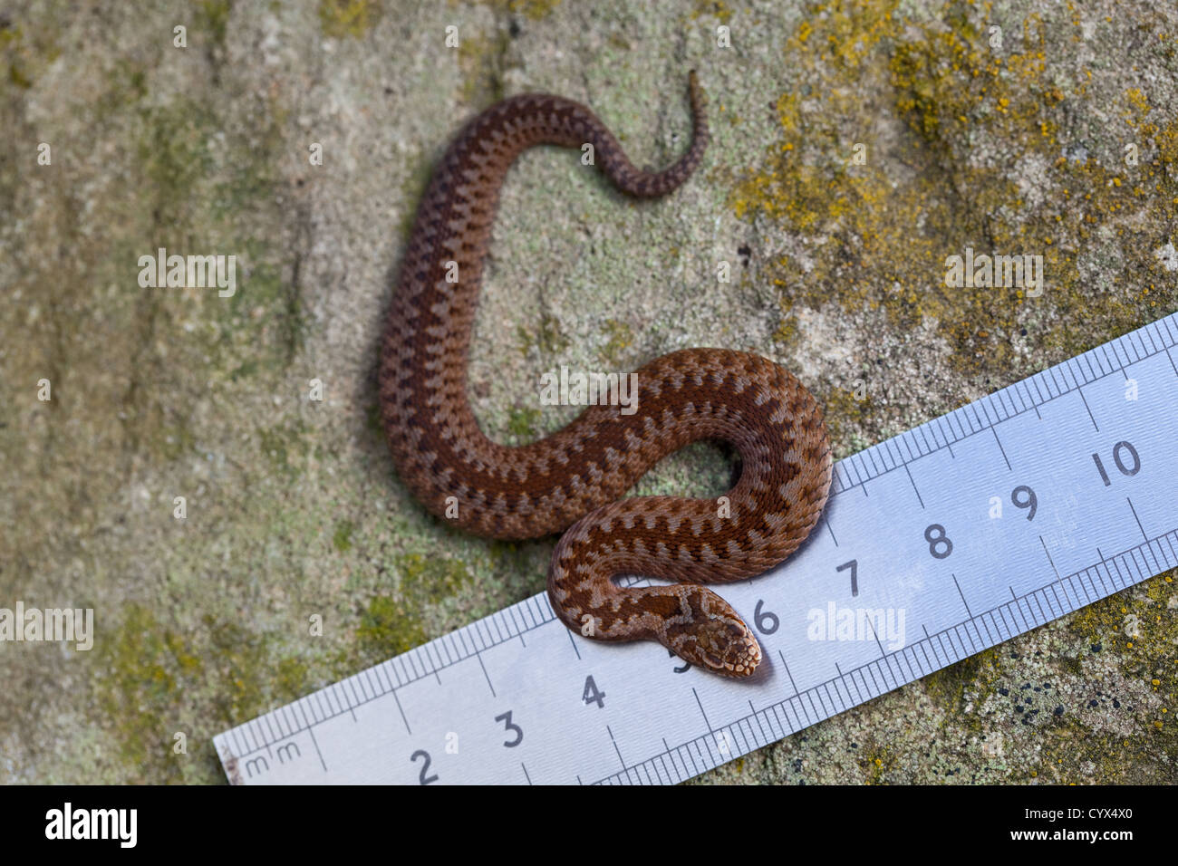 Baby adder hi-res stock photography and images - Alamy