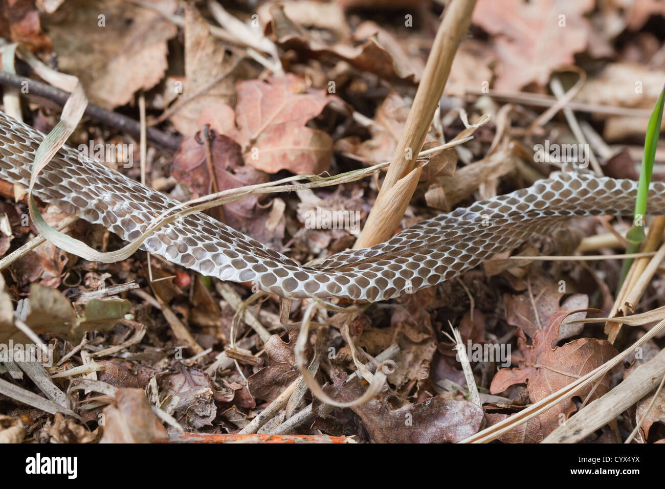Grass Snake (Natrix natrix). En situ section of skin peeled off as ...