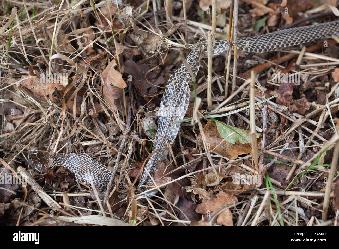 Grass Snake (Natrix natrix). En situ section of skin peeled off as ...