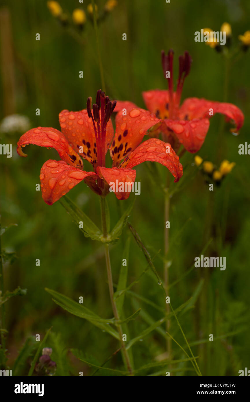 Michigan lily lilium michiganense hi-res stock photography and images ...