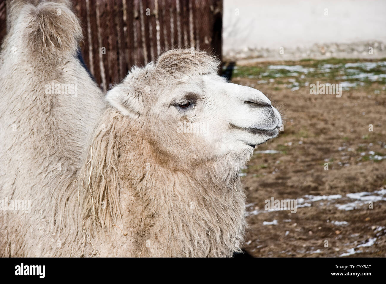 Humpbacked animal hi-res stock photography and images - Alamy