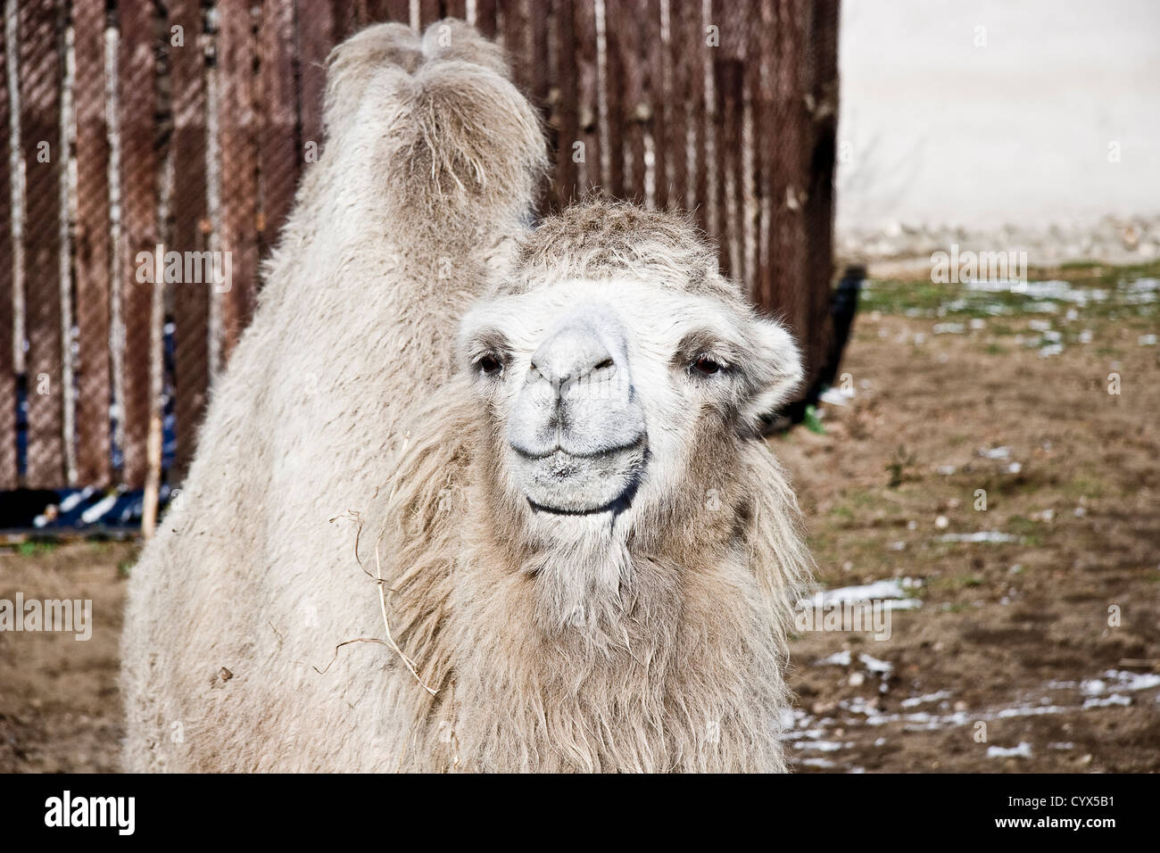 Humpbacked animal hi-res stock photography and images - Alamy