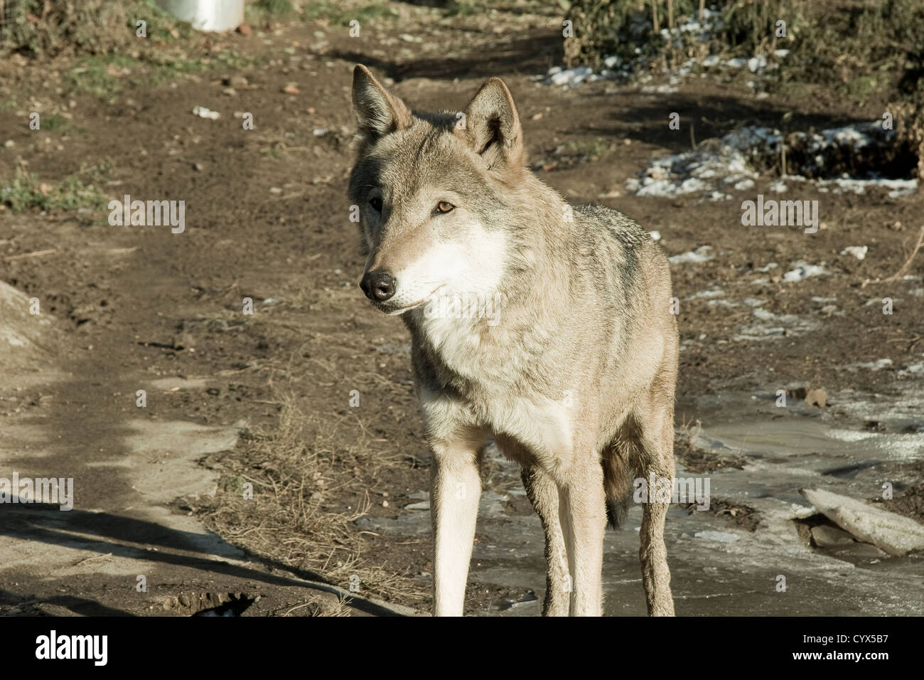 Wolf looking forward Stock Photo - Alamy