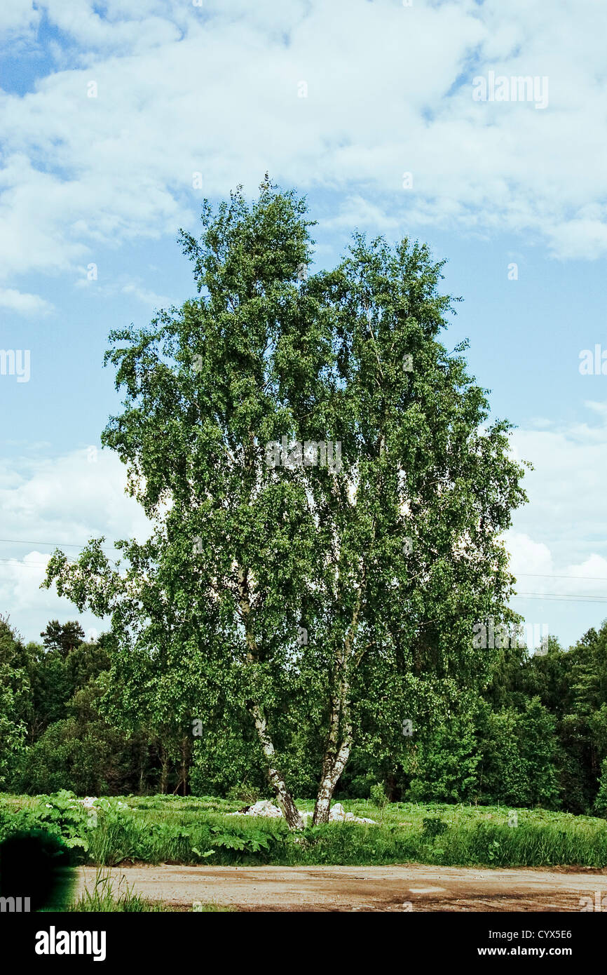 Betula at summer Stock Photo - Alamy