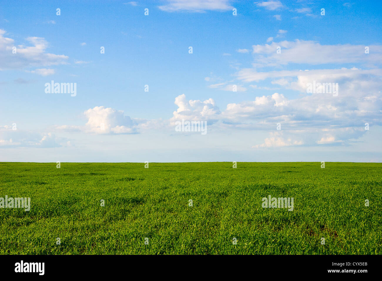 Summer landscape - Sunny field Stock Photo - Alamy