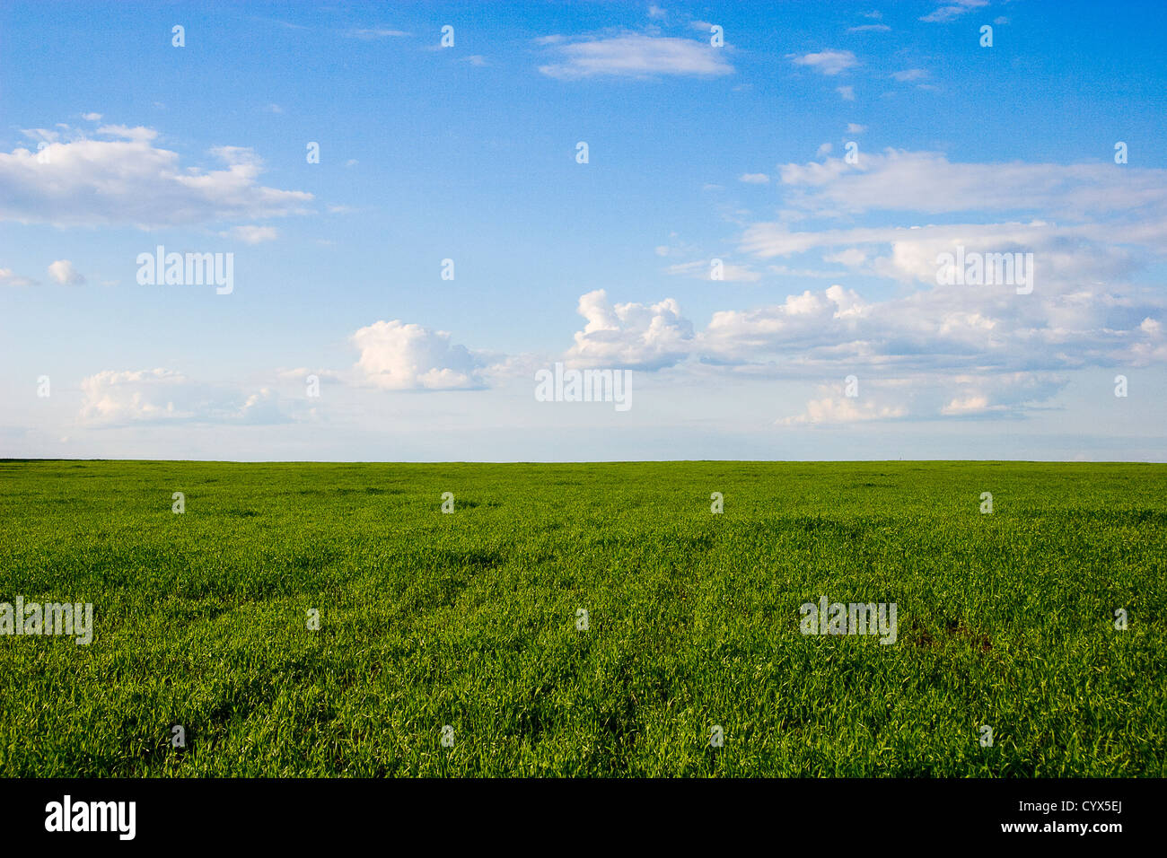 Summer landscape - Sunny field Stock Photo - Alamy