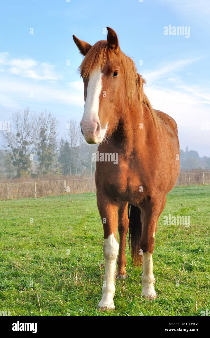 Bright Red Chestnut Horse
