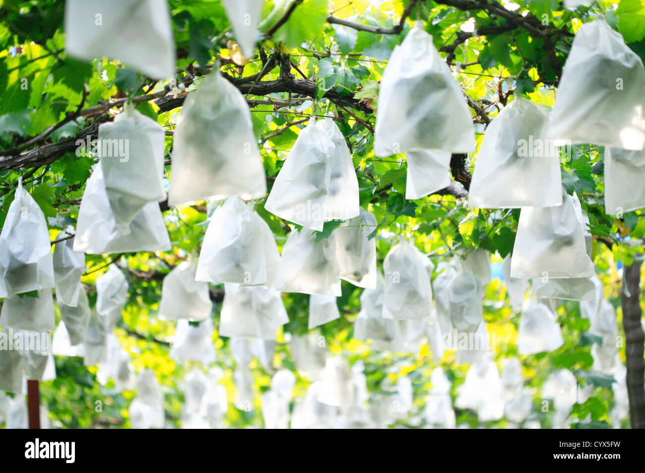 Grape tree hi-res stock photography and images - Alamy