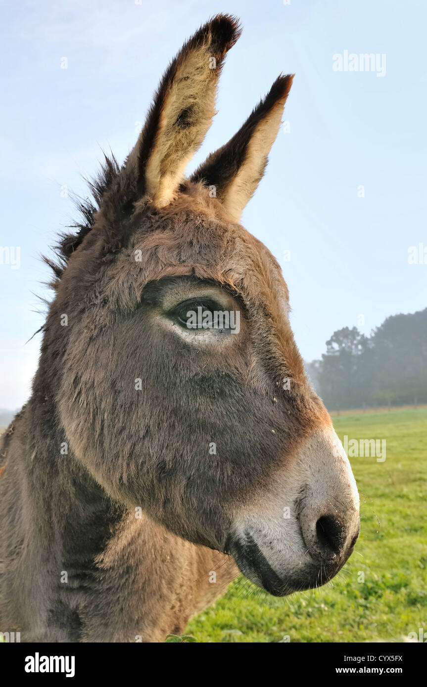 Donkey profile hi-res stock photography and images - Alamy