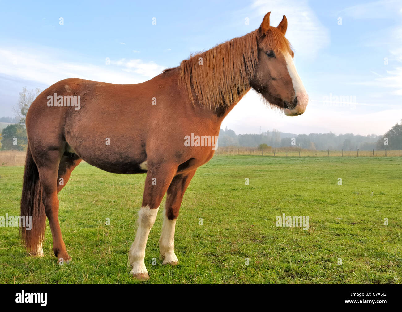 a beautiful horse chestnut color look great Stock Photo - Alamy