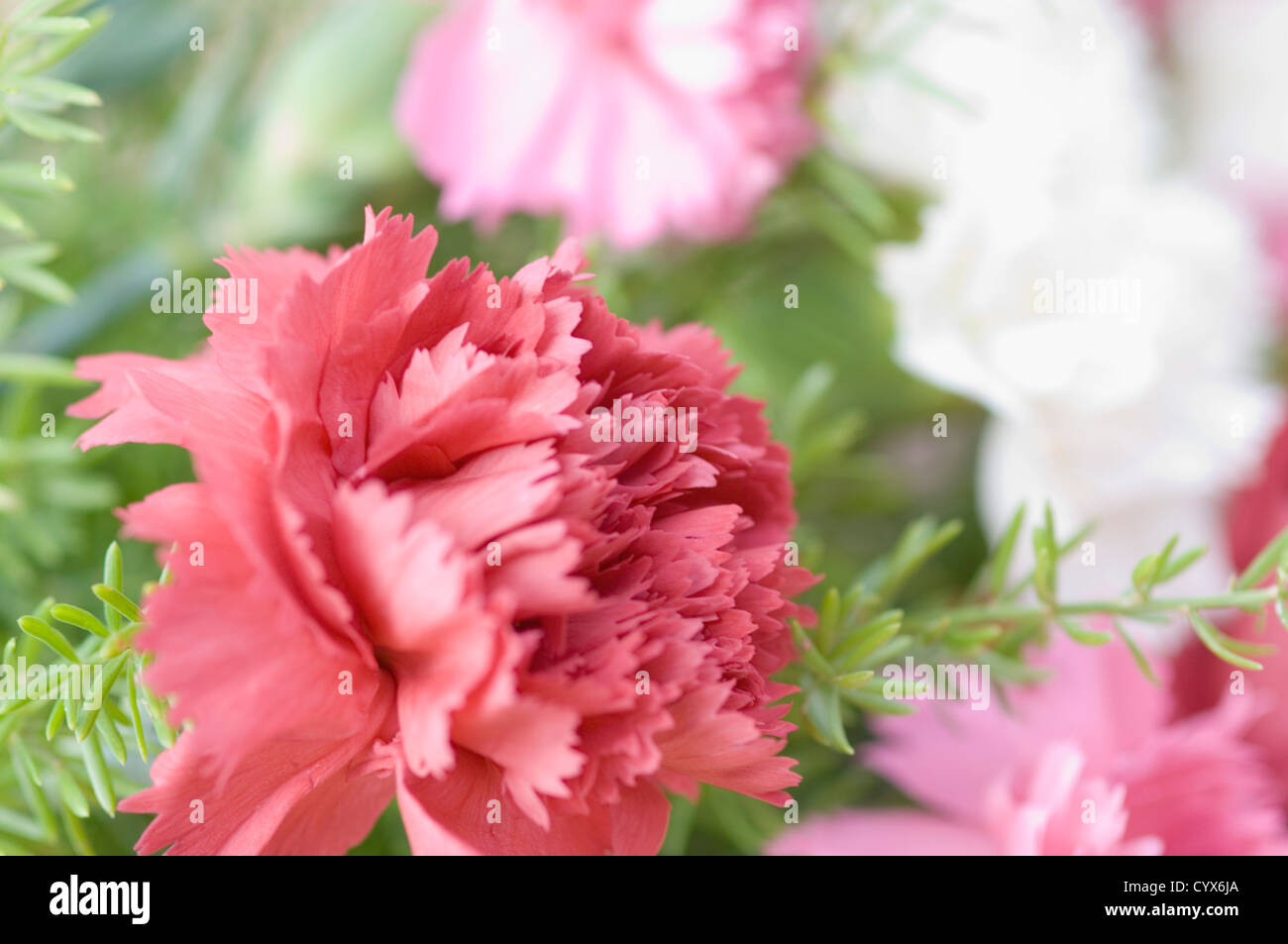 Carnation dianthus india hi-res stock photography and images - Alamy