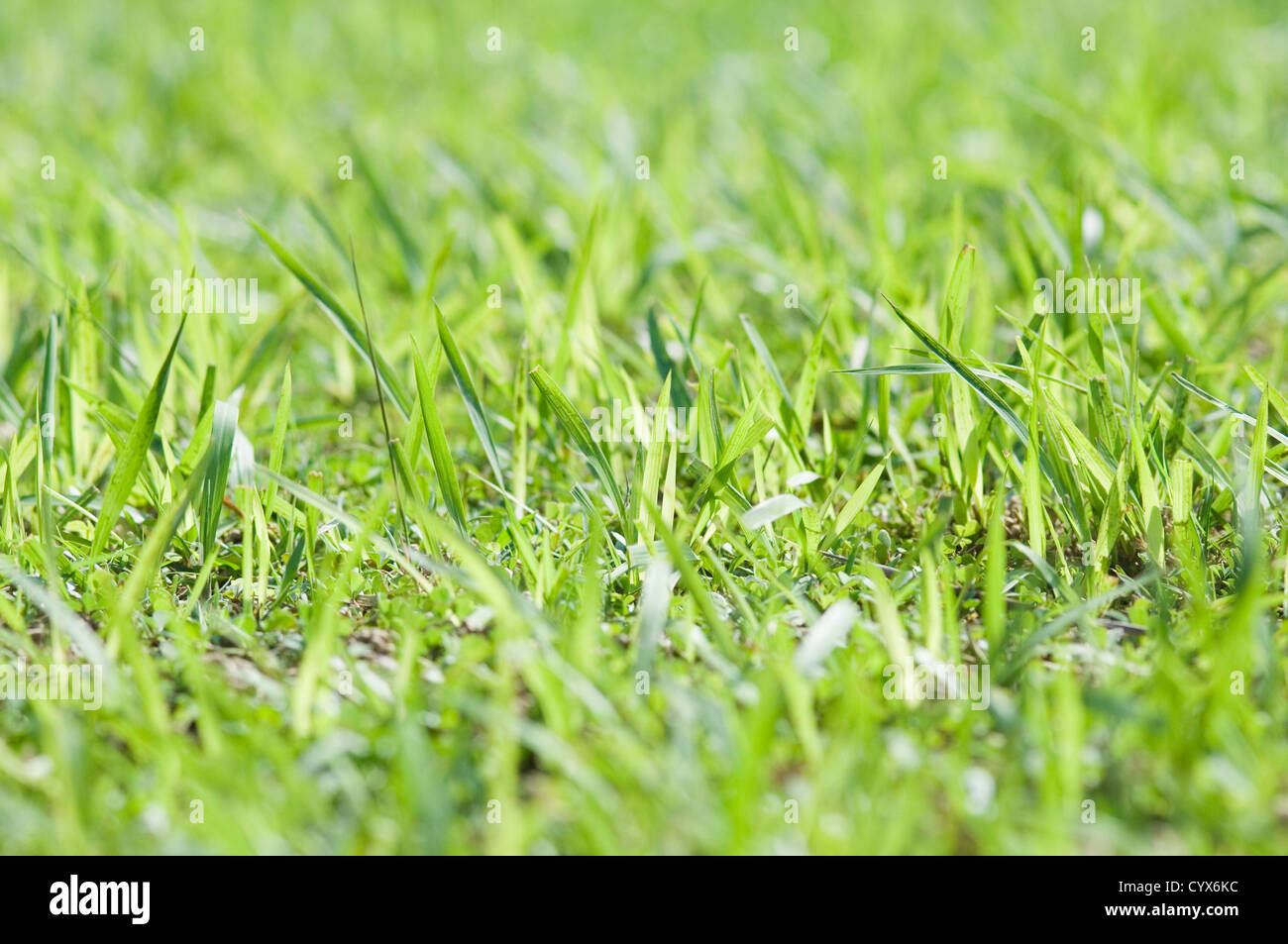 Close-up of grass in a field Stock Photo - Alamy