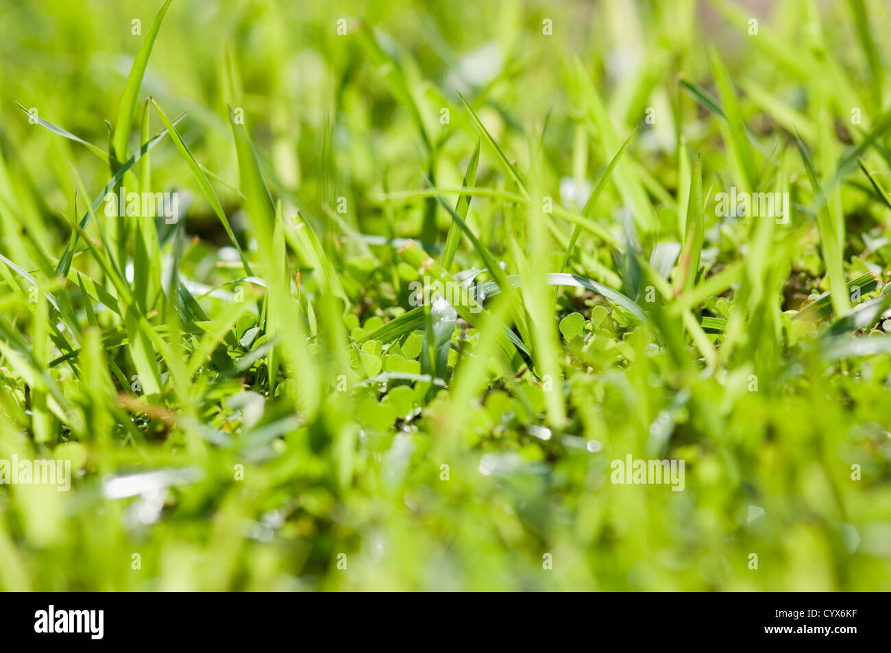 Close-up of grass in a field Stock Photo - Alamy