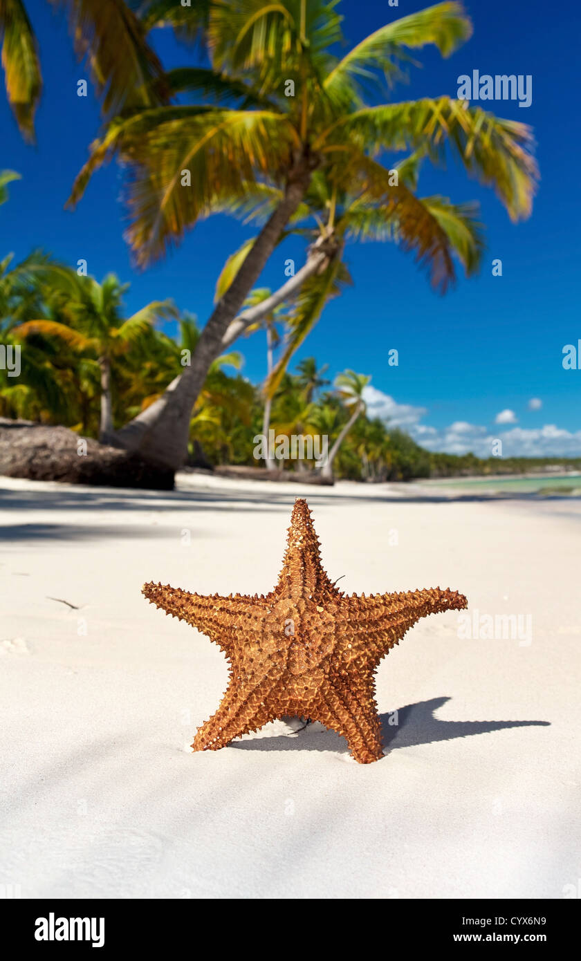 Bahama Sea Starfish Stock Photos & Bahama Sea Starfish Stock Images - Alamy