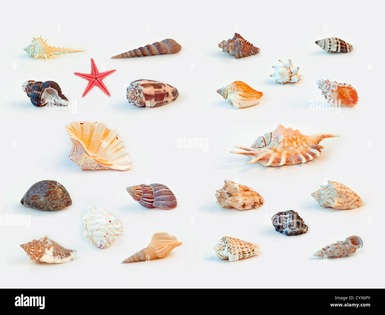 True conch hi-res stock photography and images - Alamy