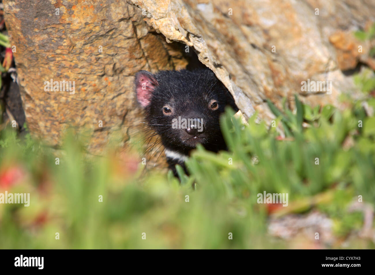 Tasmanian devil baby hi-res stock photography and images - Alamy