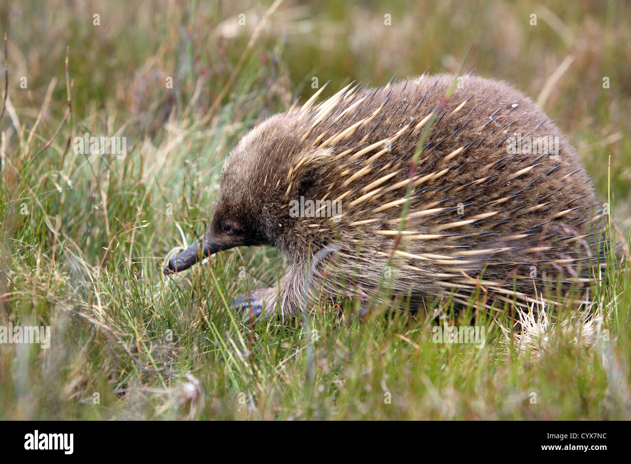 Prototheria hi-res stock photography and images - Alamy