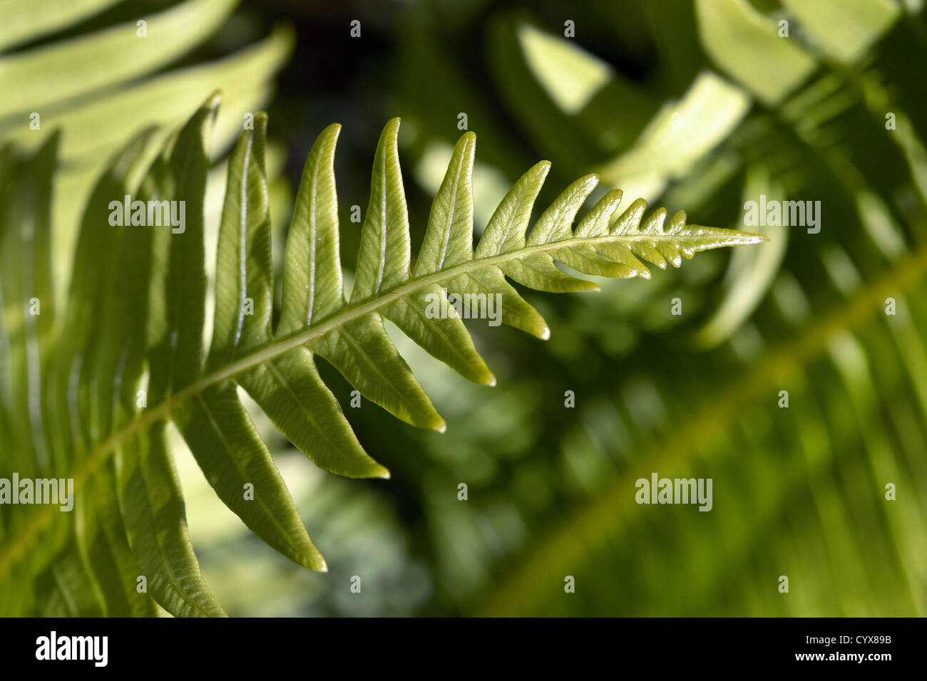 Detail of Fishbone Fern (Nephrolepis cordifolia). Tasmania, Australia ...