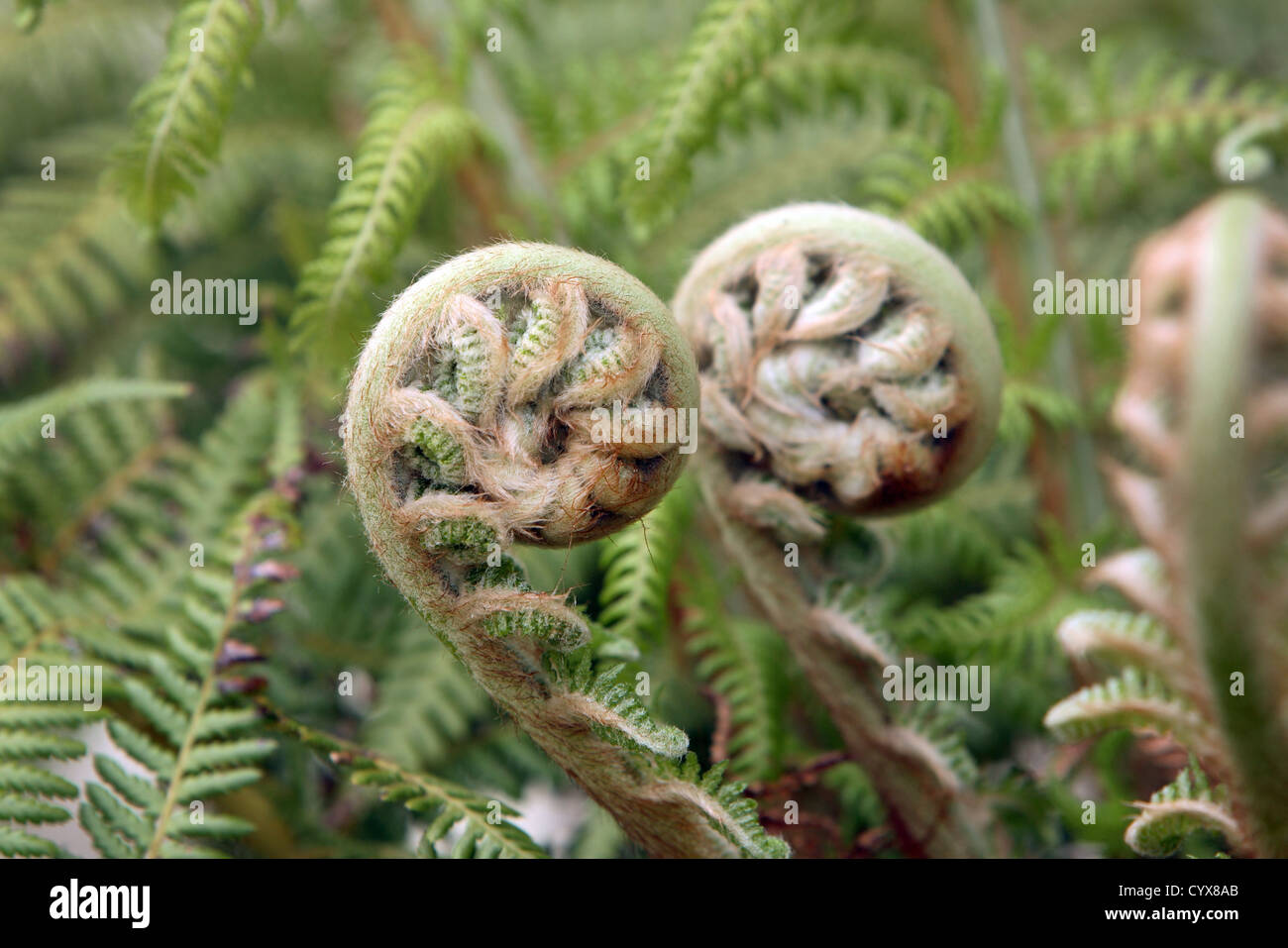 Tasmanian tree fern hi-res stock photography and images - Alamy