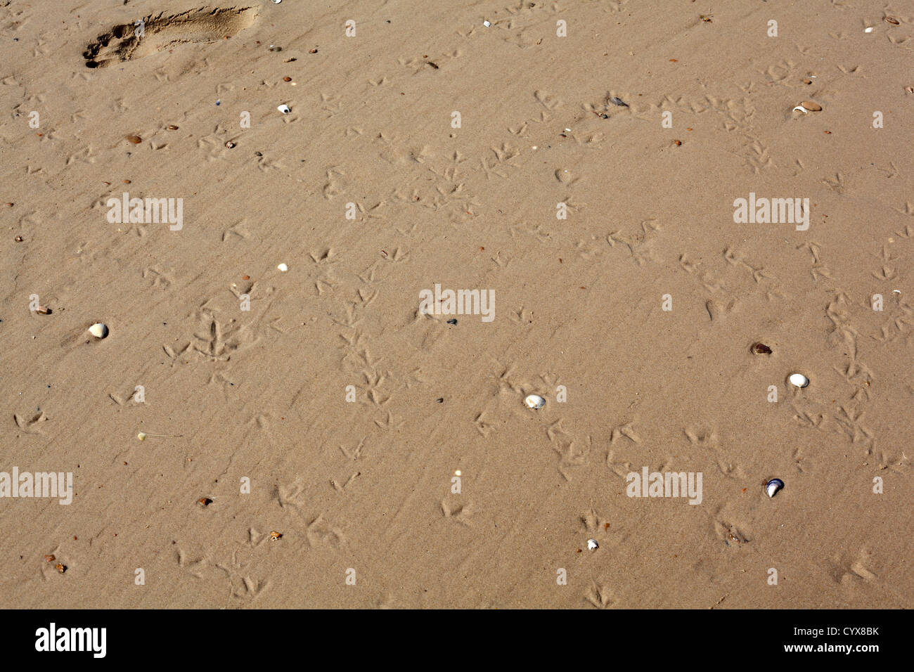 Bird tracks on the beach at Stiffkey Marshes, Norfolk, September 2011 ...
