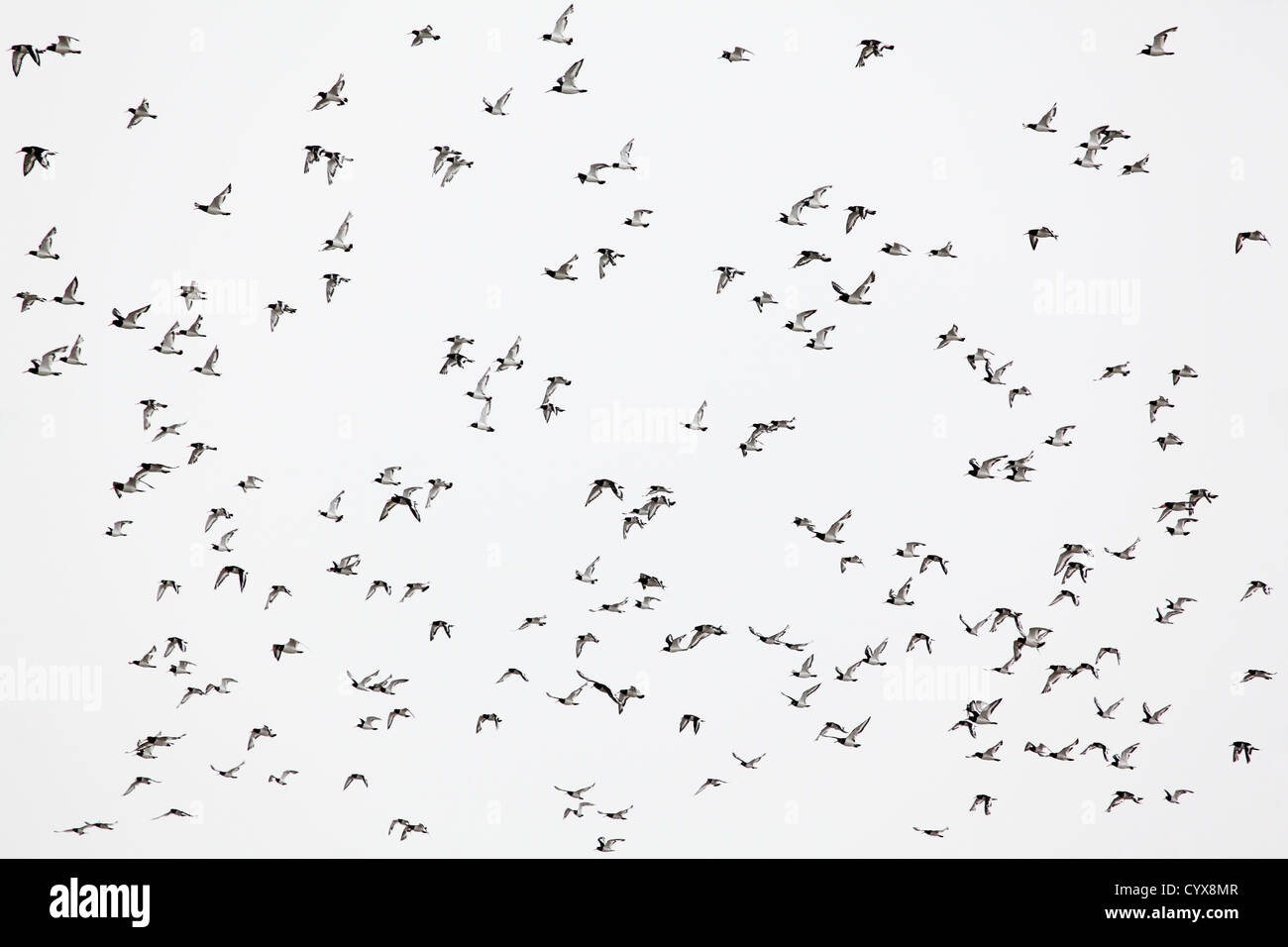 Flock of Oystercatchers at RSPB Snettisham. Norfolk. August 2011 Stock ...