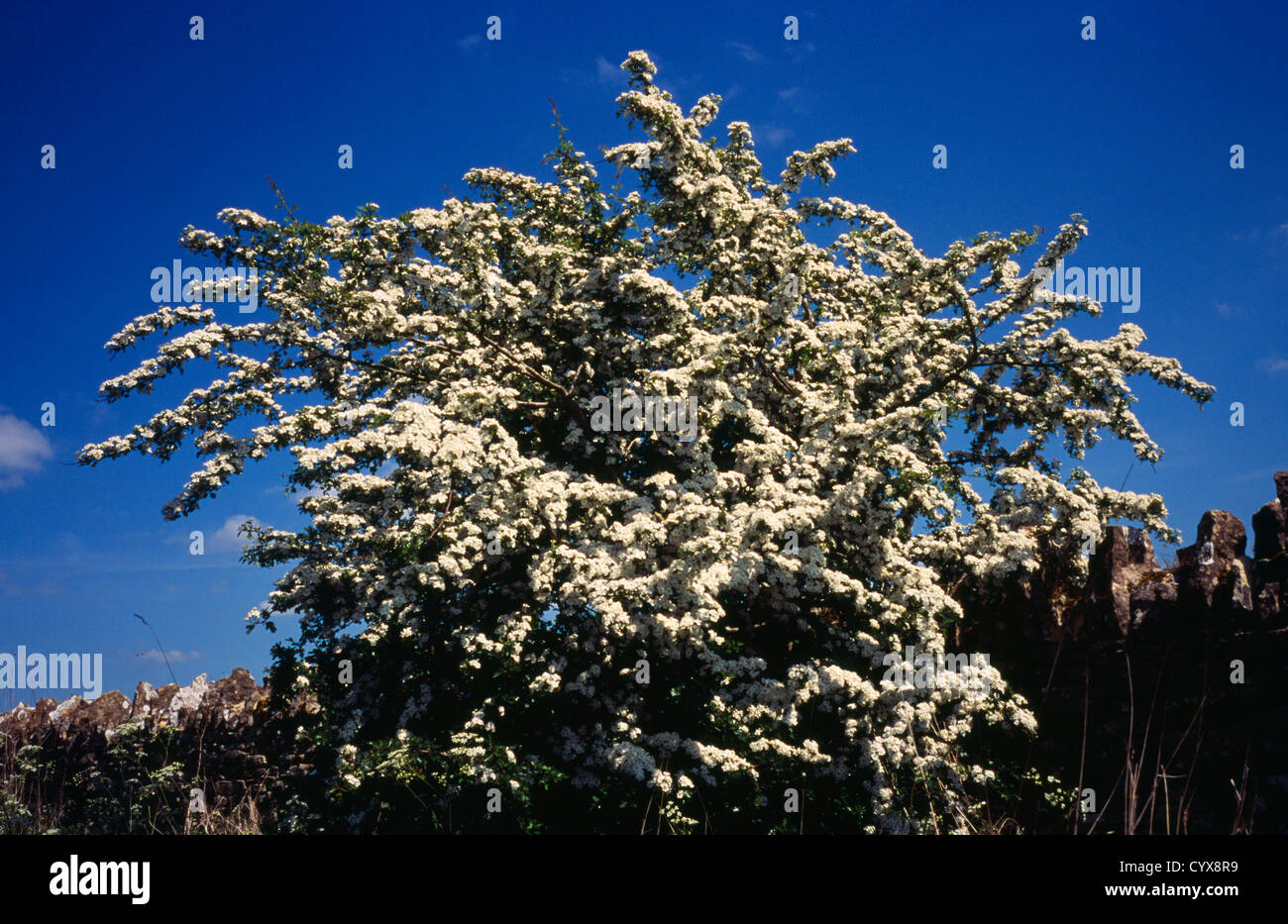Common Hawthorn tree in full white blossom during the month of May ...