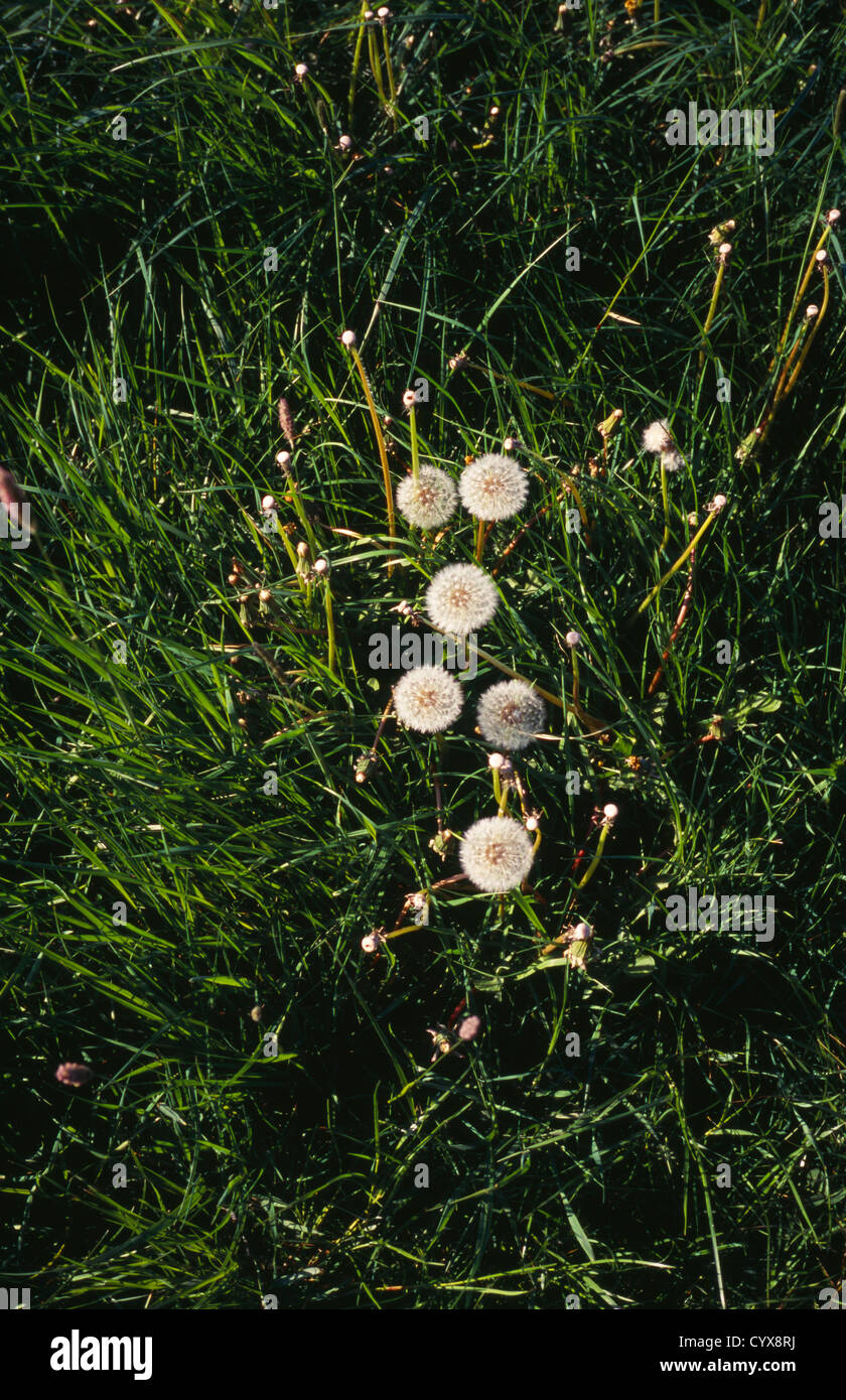 Taraxacum officinale at seed stage hi-res stock photography and images ...
