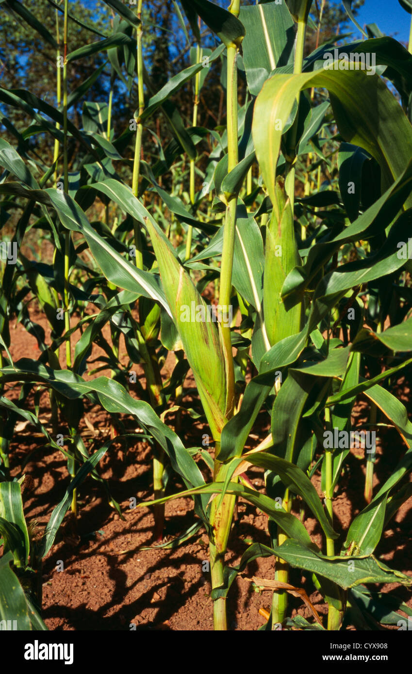 Close up of Maize plant Cob enclosed with green sheath England ...