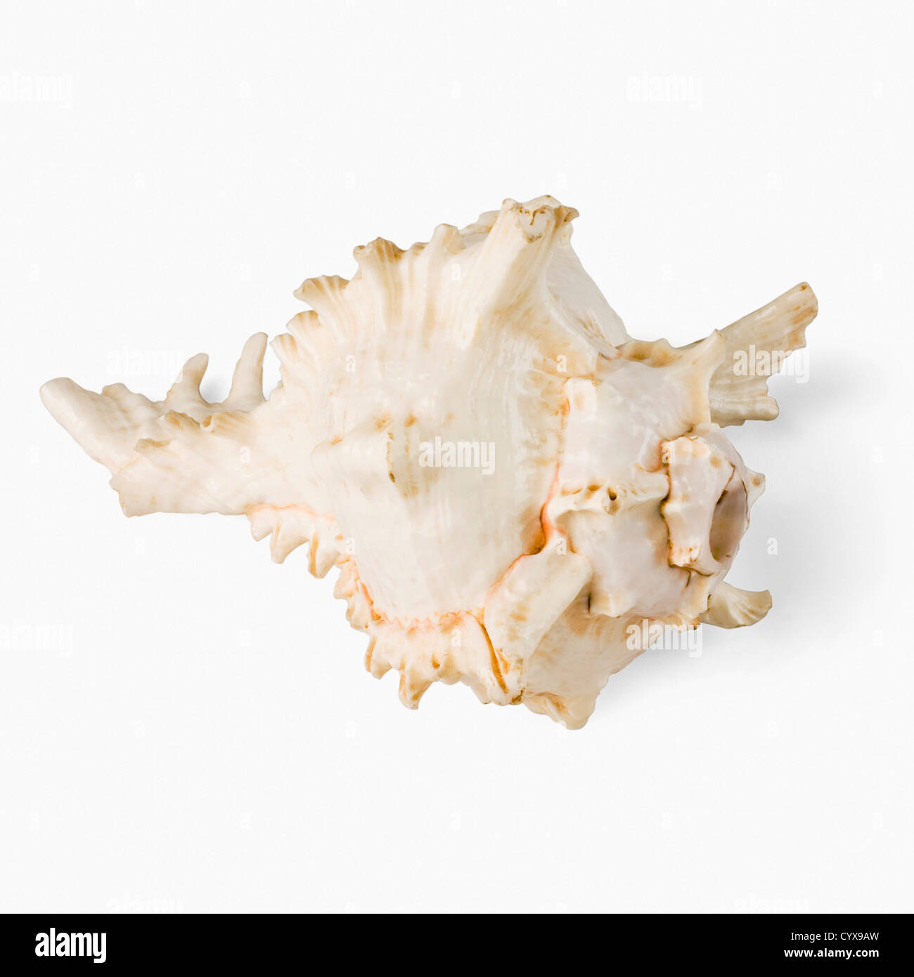 Close-up of a conch shell Stock Photo - Alamy