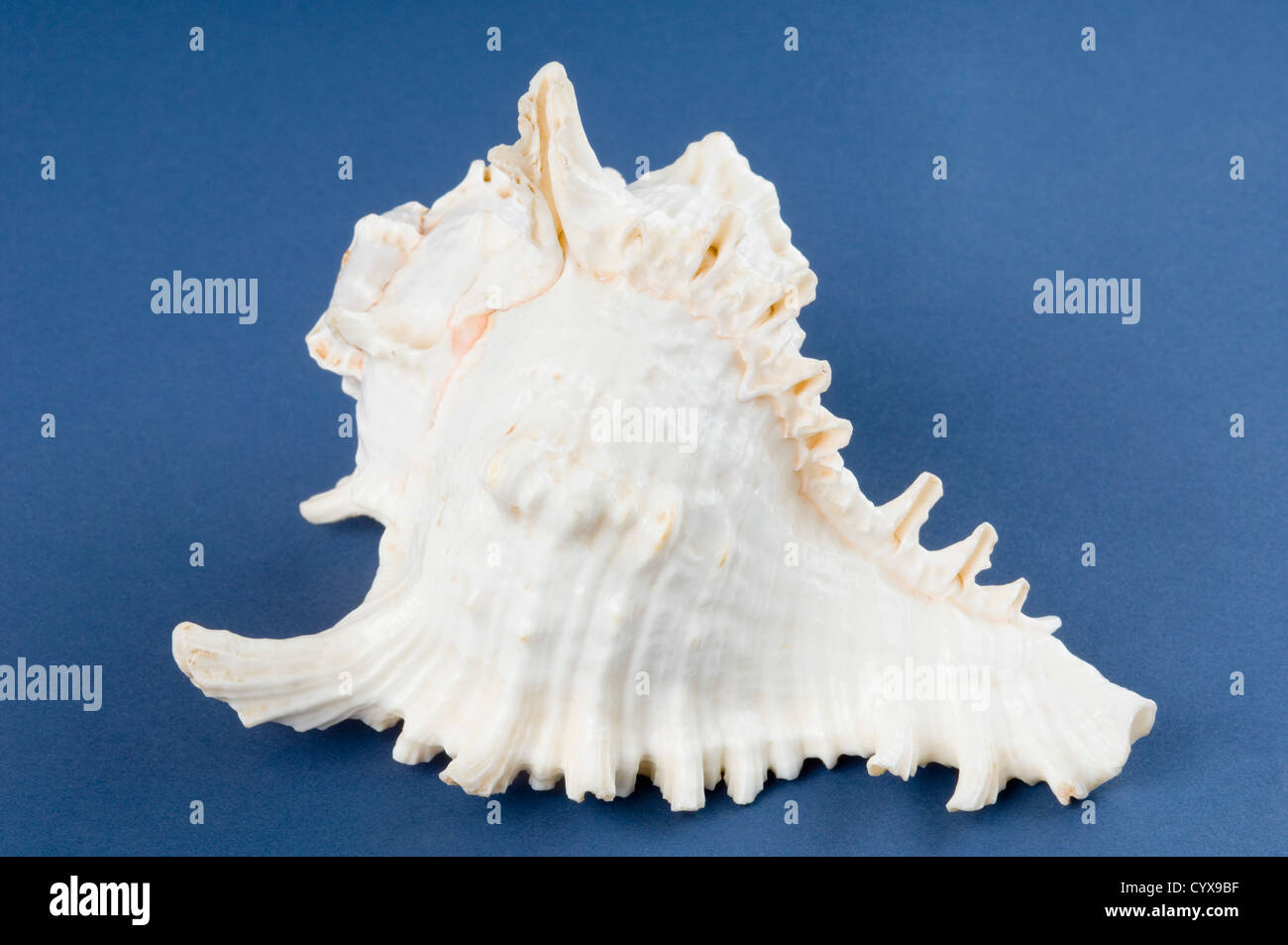 Conch shell india hi-res stock photography and images - Alamy