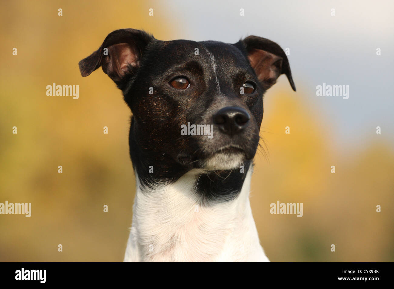 Jack Russell Terrier Portrait Stock Photo - Alamy