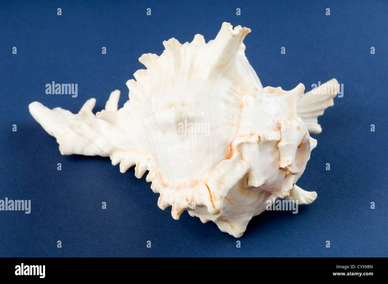 Close up of a conch shell hi-res stock photography and images - Alamy