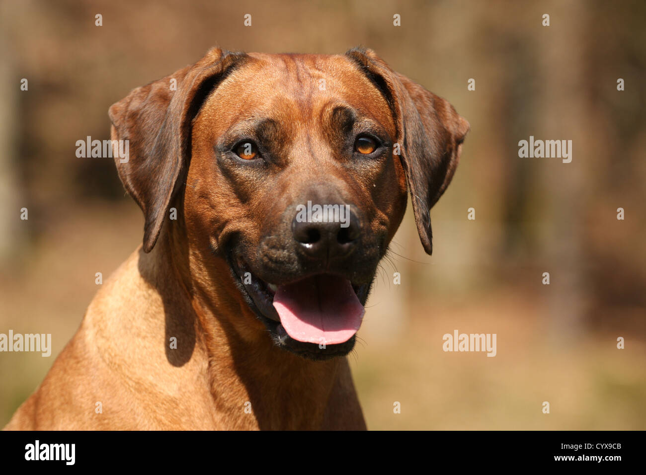 Rhodesian Ridgeback Portrait Stock Photo - Alamy