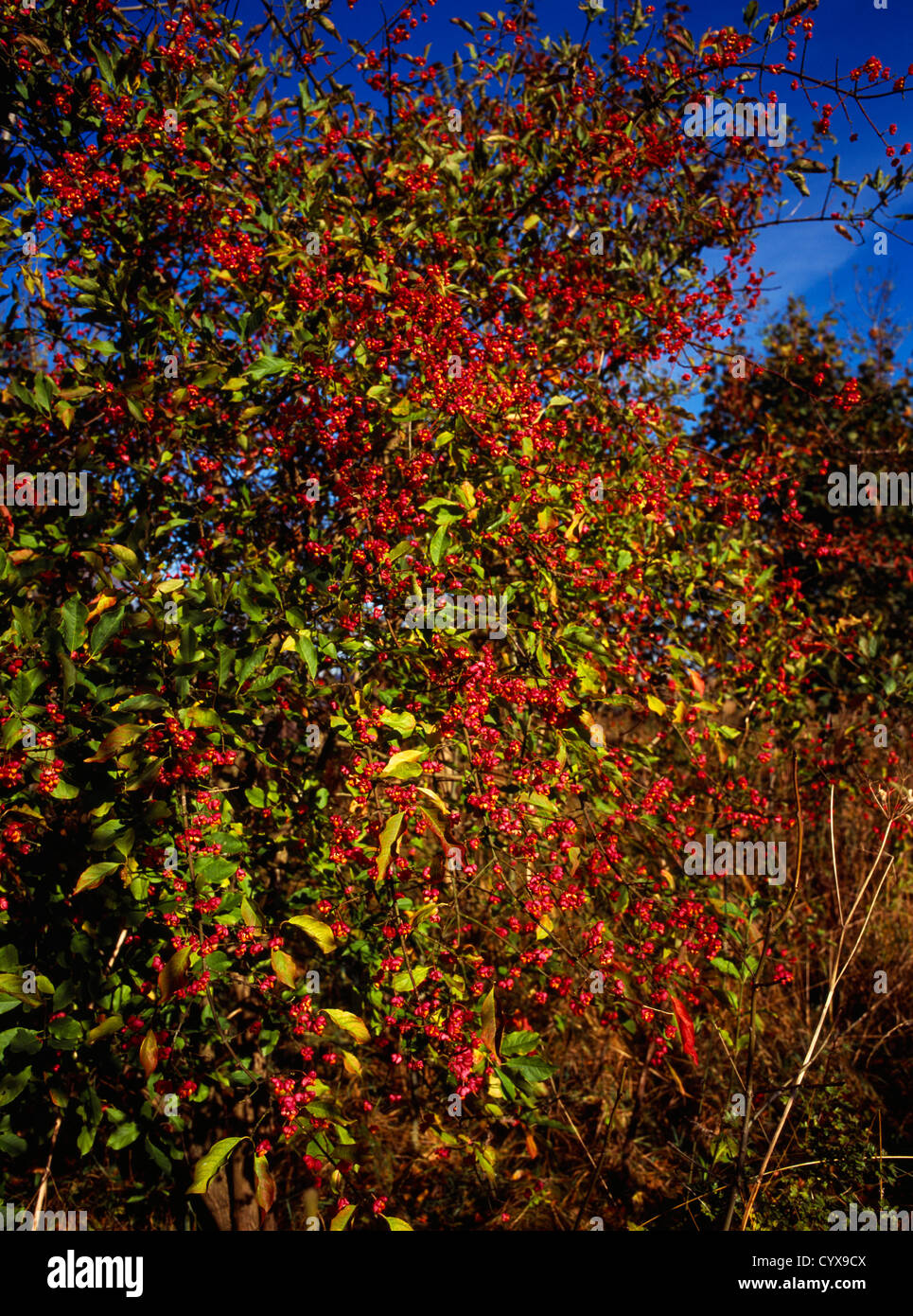 Spindle tree euonymus europaeus with ripening pink berries orange seed ...