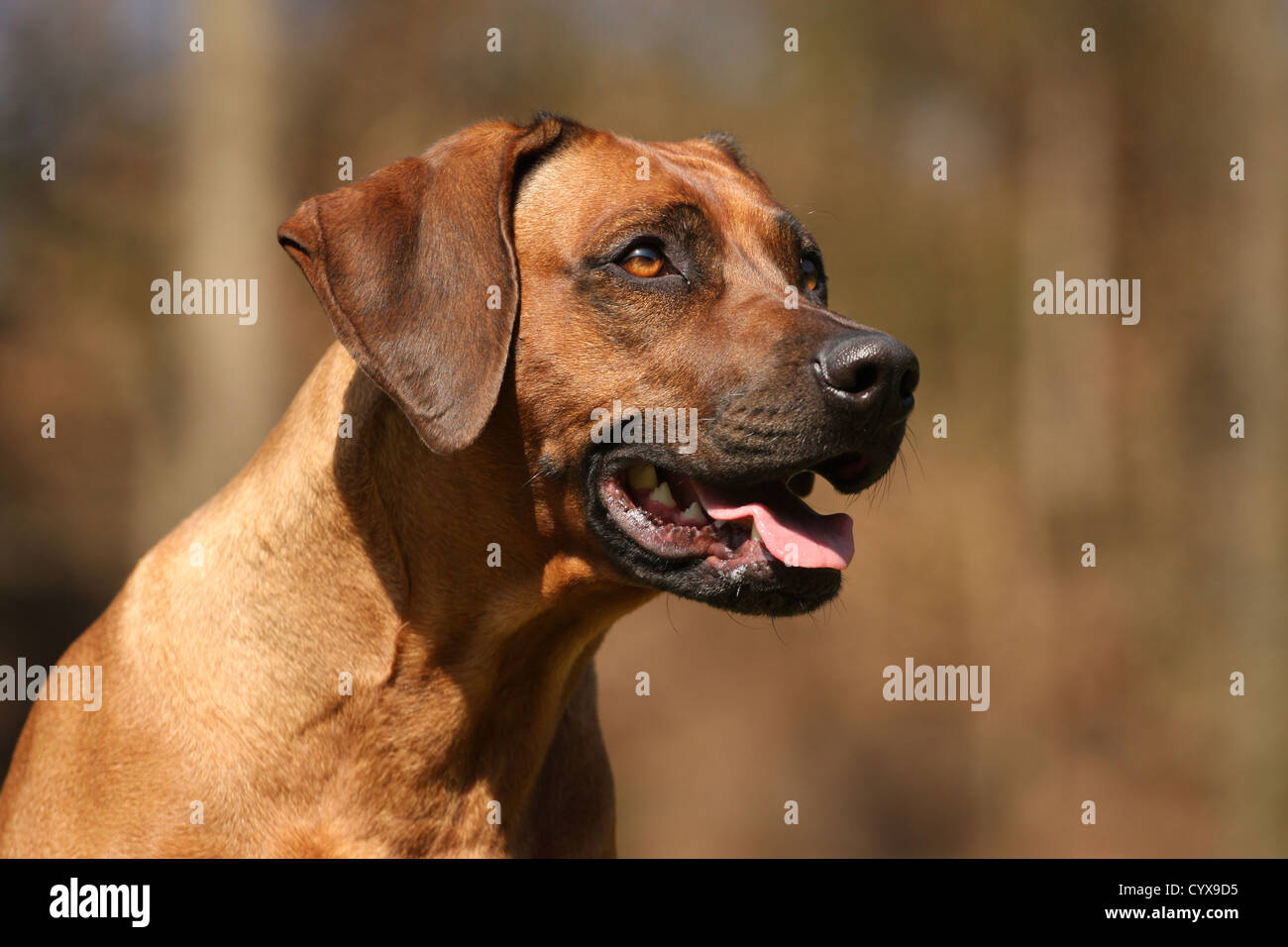 Rhodesian Ridgeback Portrait Stock Photo - Alamy