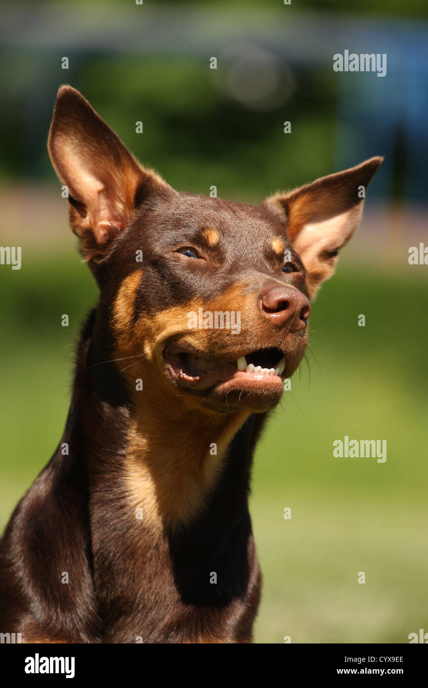 Red Kelpie Dog