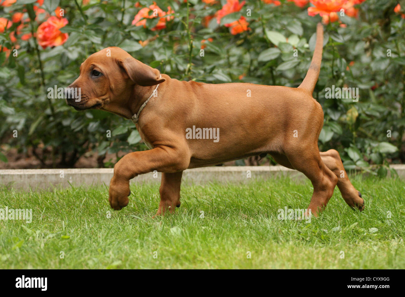 Rhodesian Ridgeback Puppy Stock Photo - Alamy