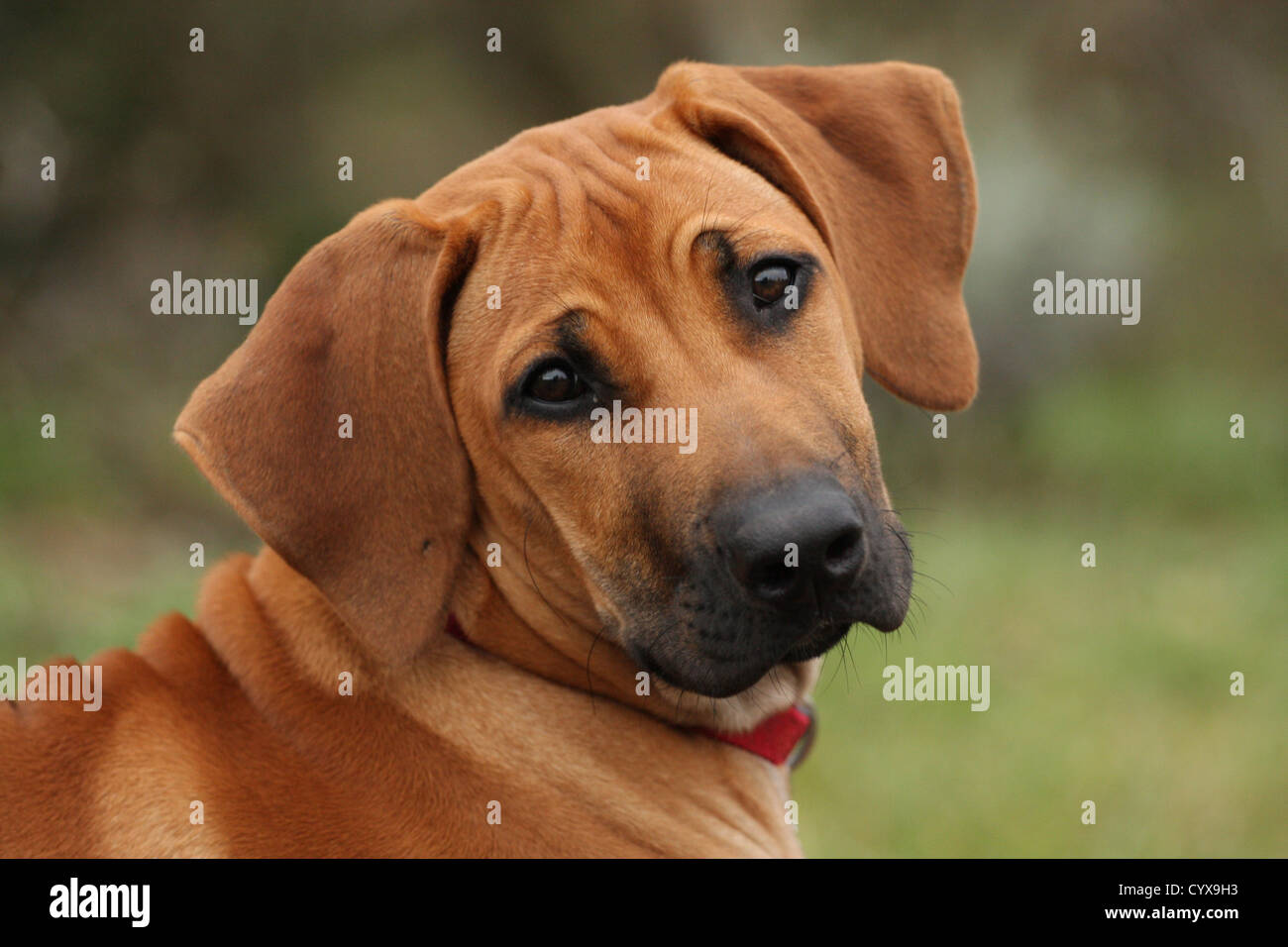 Rhodesian Ridgeback Puppy Stock Photo - Alamy