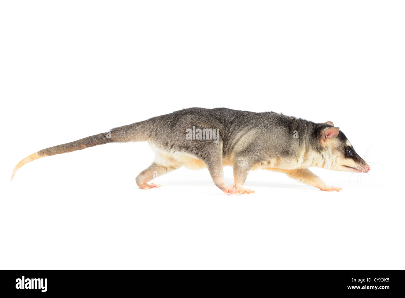Grey four eyed opossum Cut Out Stock Images & Pictures - Alamy