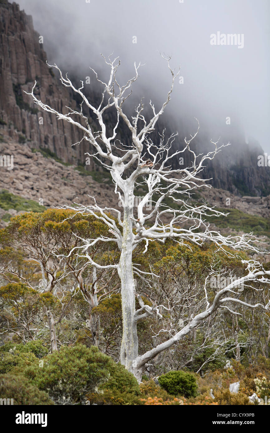 Tasmania dead tree hi-res stock photography and images - Alamy