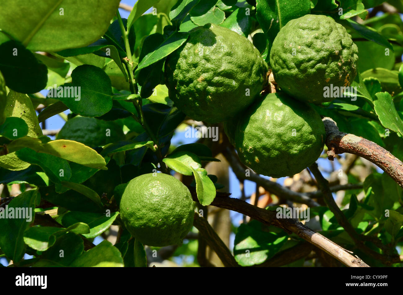 Bergamot tree hi-res stock photography and images - Alamy