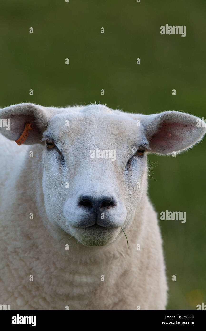 Domestic sheep side profile hi-res stock photography and images - Alamy