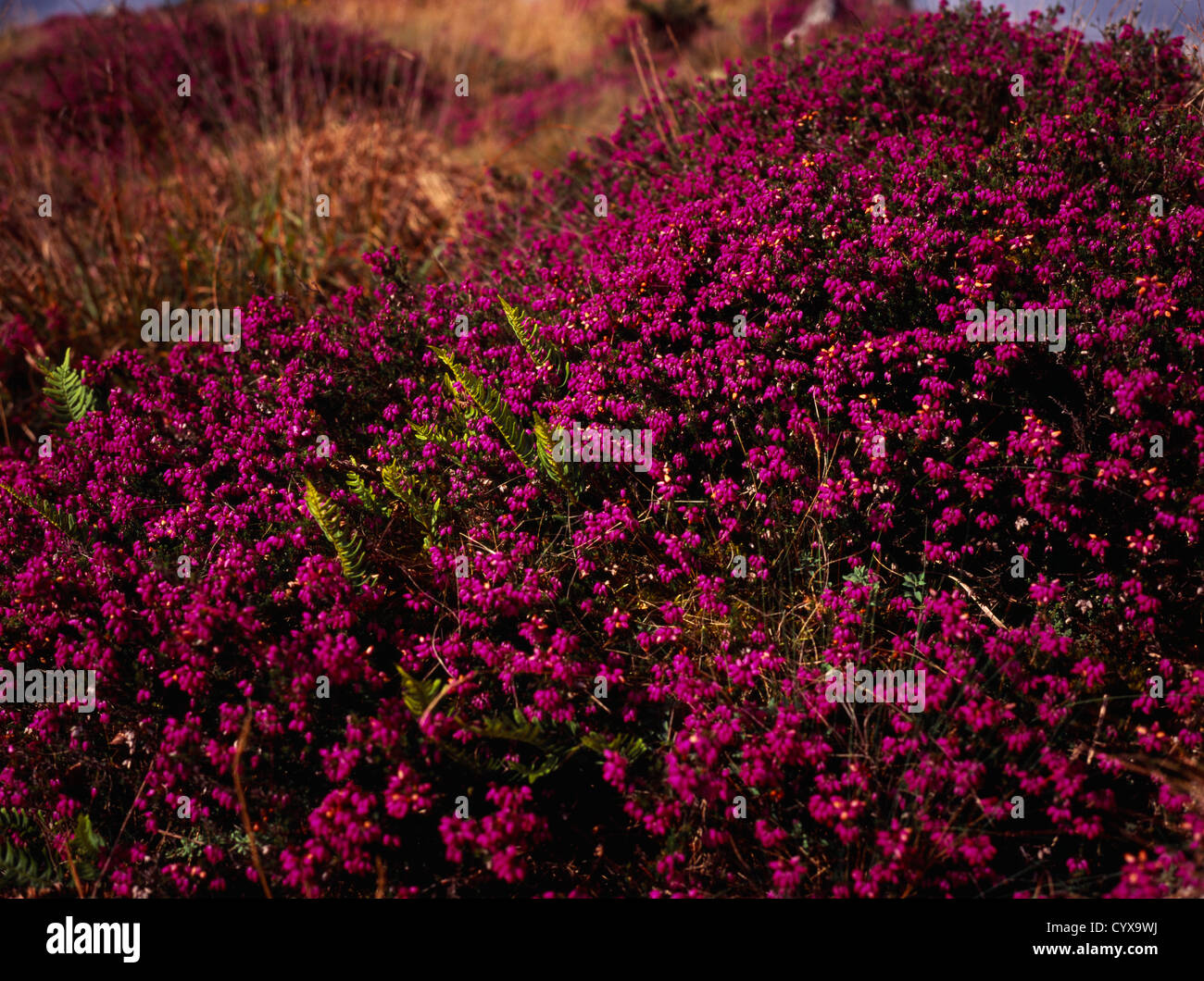 Monts d hi-res stock photography and images - Alamy