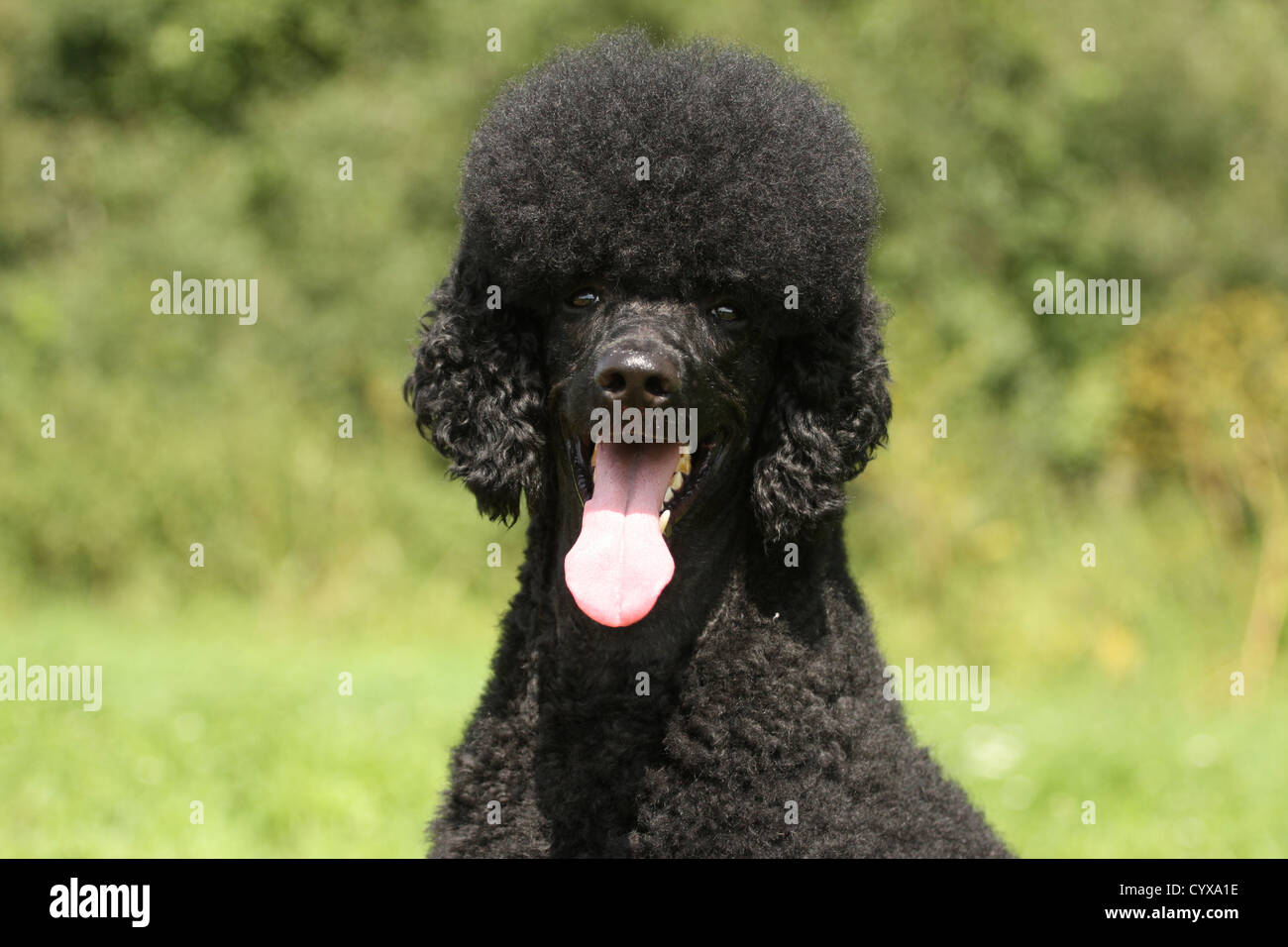 Black Giant Poodle High Resolution Stock Photography and Images - Alamy