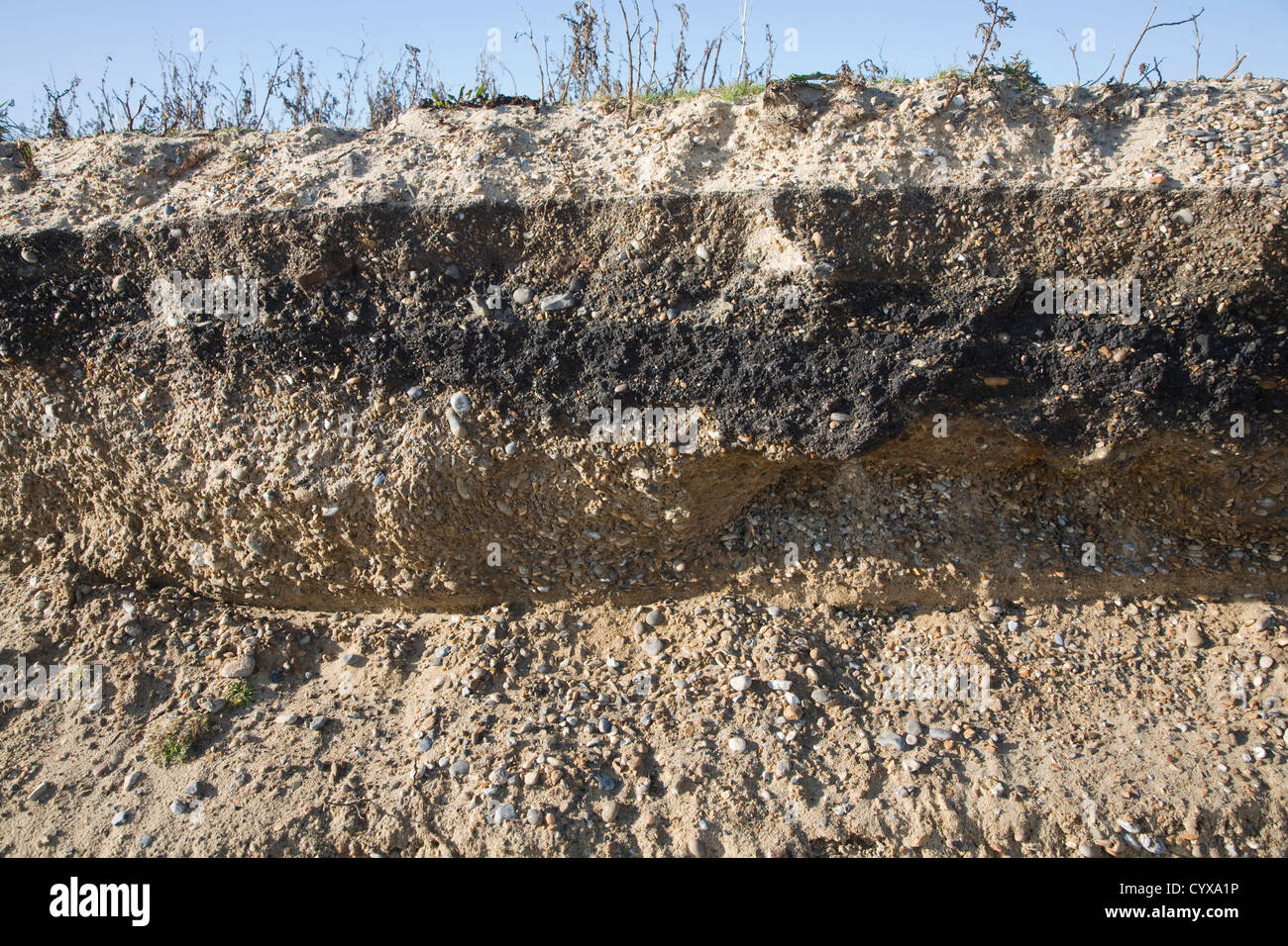Cliff face profile marine sedimentary deposits layers strata bedding ...