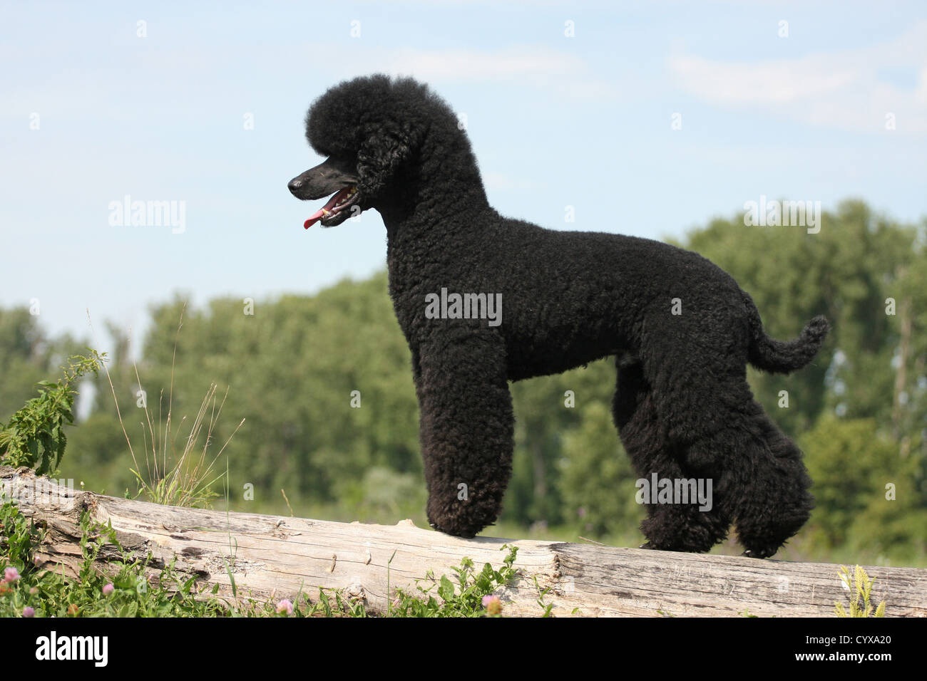 Animals black poodle poodles hi-res stock photography and images - Alamy