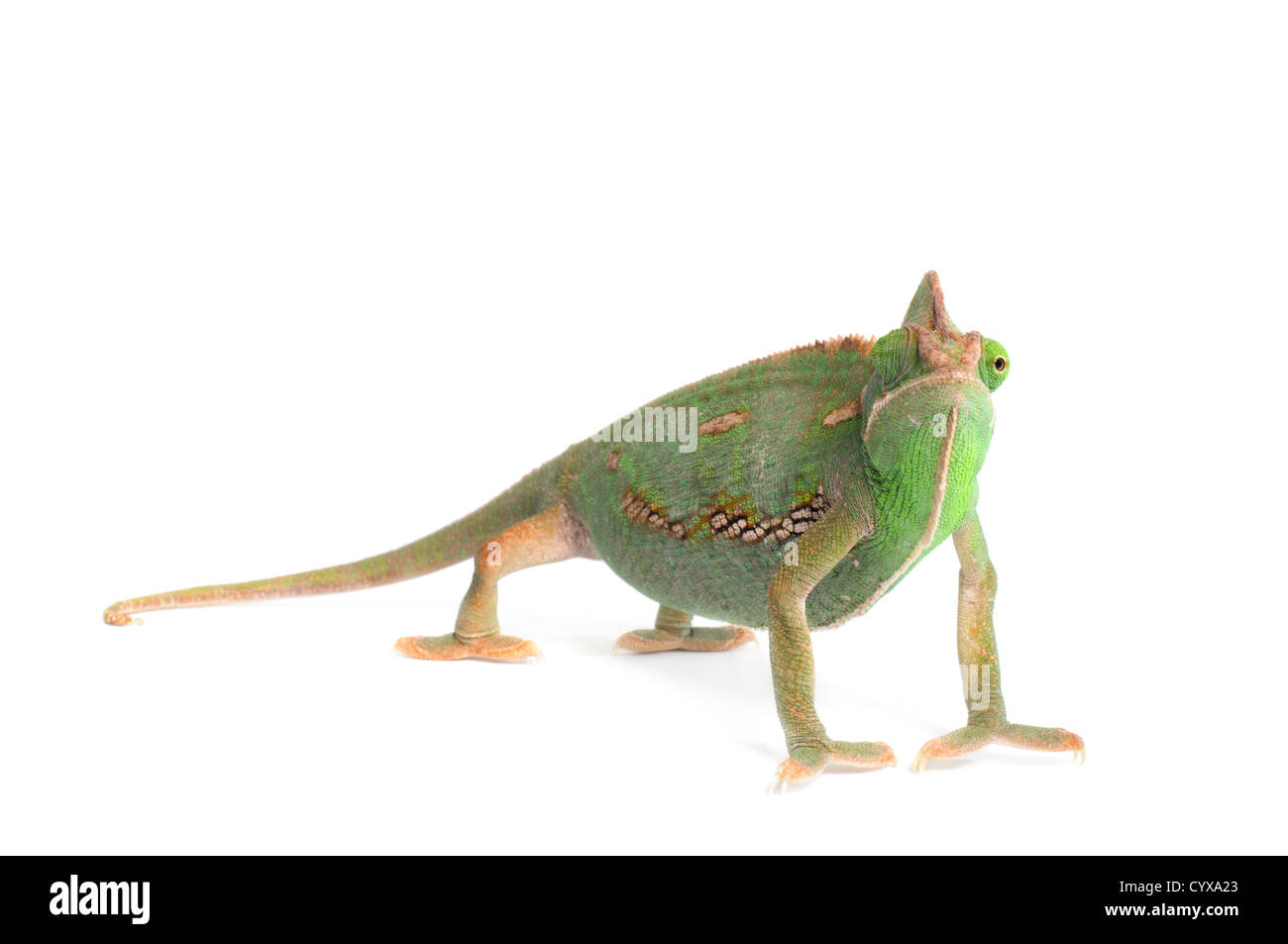 Body composition scales Cut Out Stock Images & Pictures - Alamy