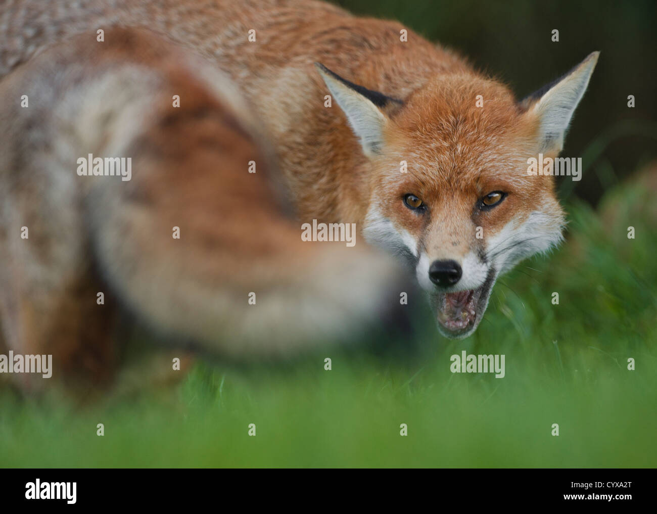 Red Fox (Vulpes vulpes Stock Photo - Alamy